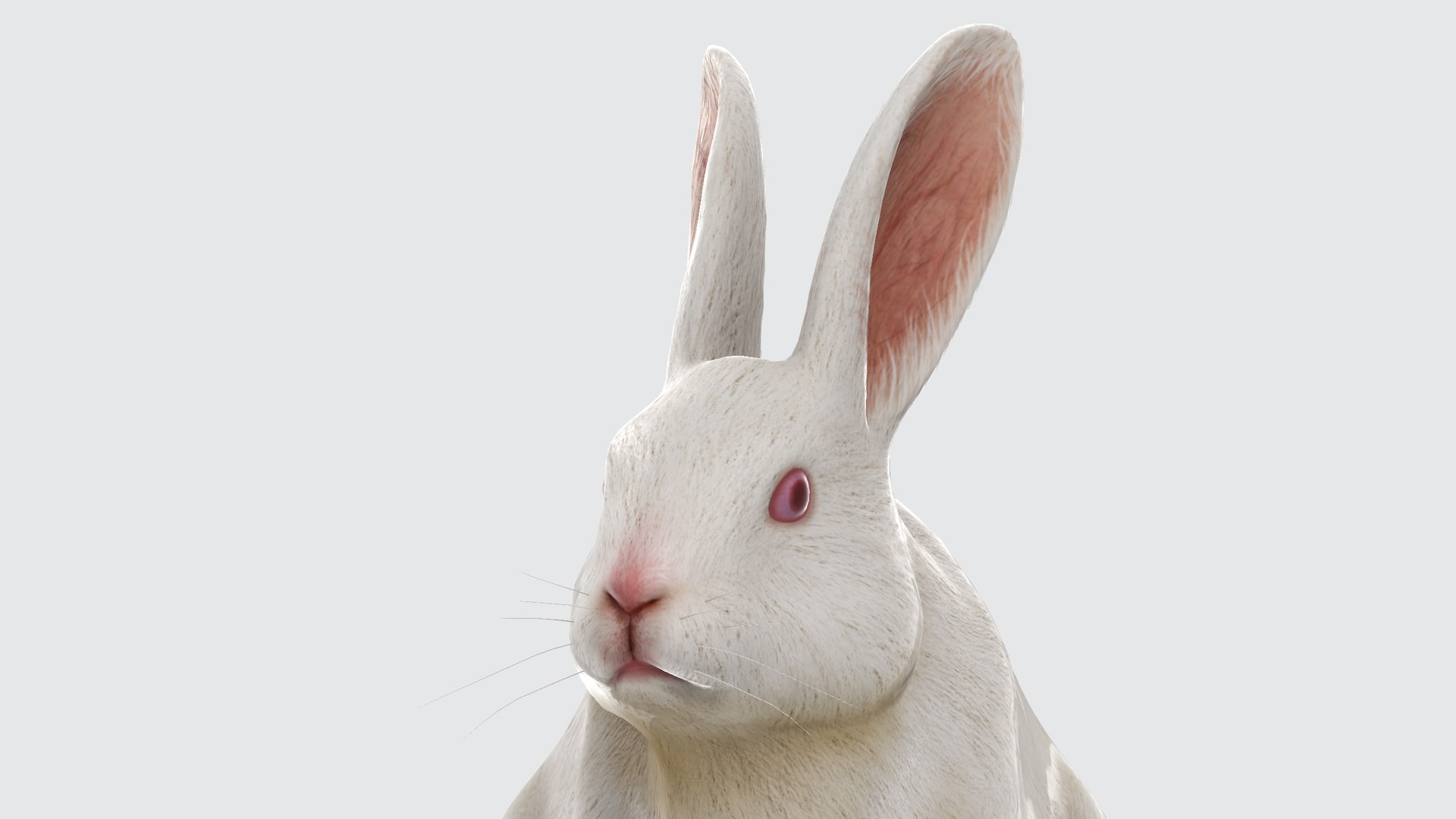 3D Rabbit Model - TurboSquid 2306343