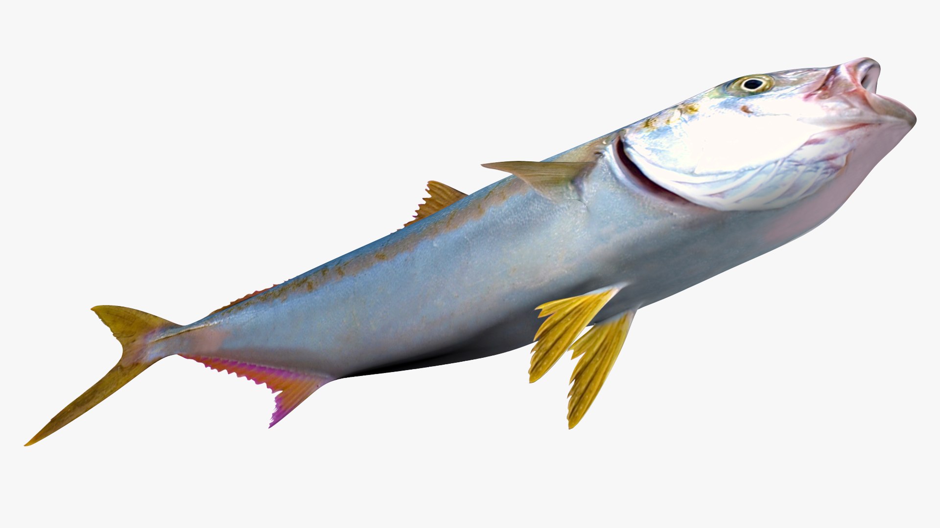 3D yellowtail model - TurboSquid 1696849