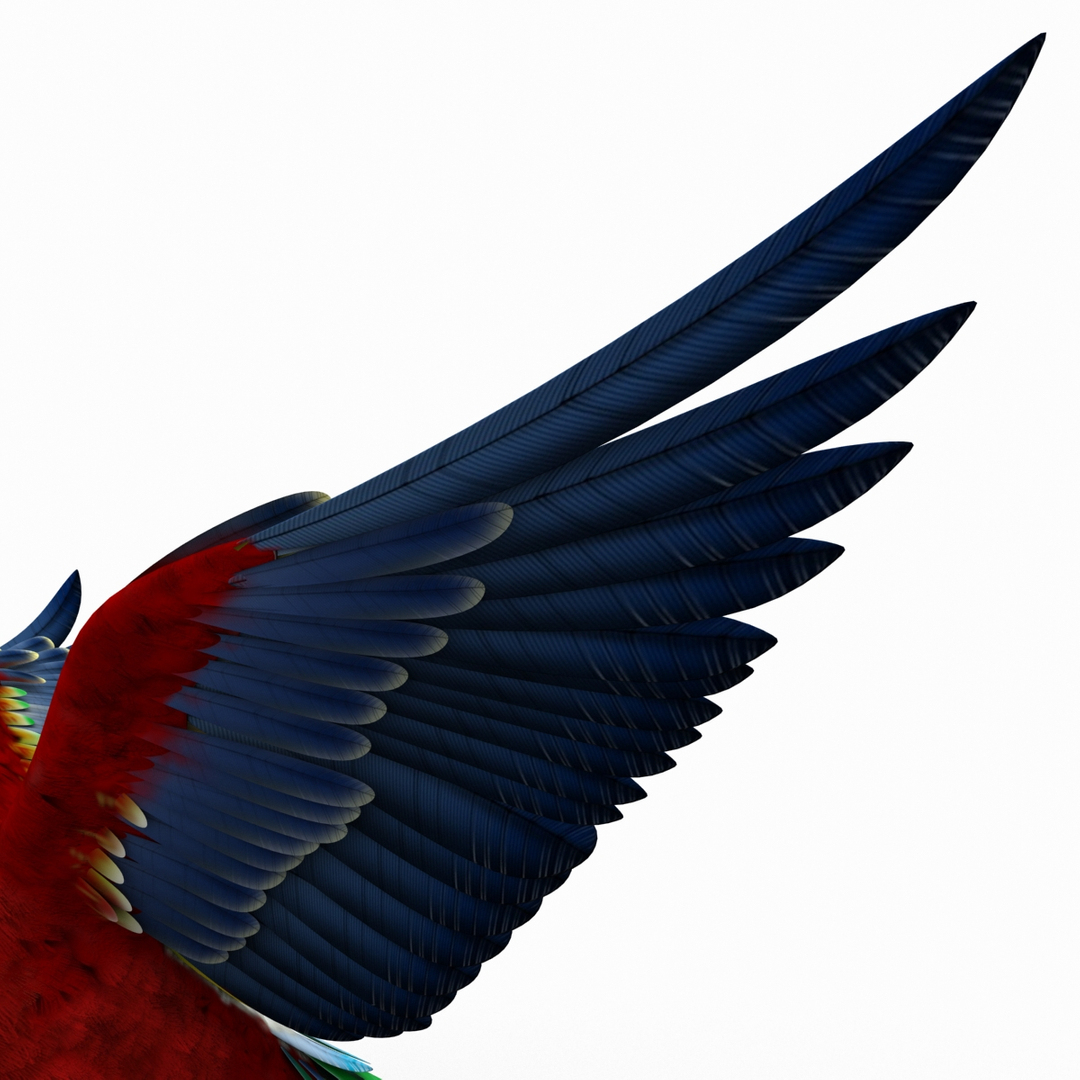 max scarlet macaw