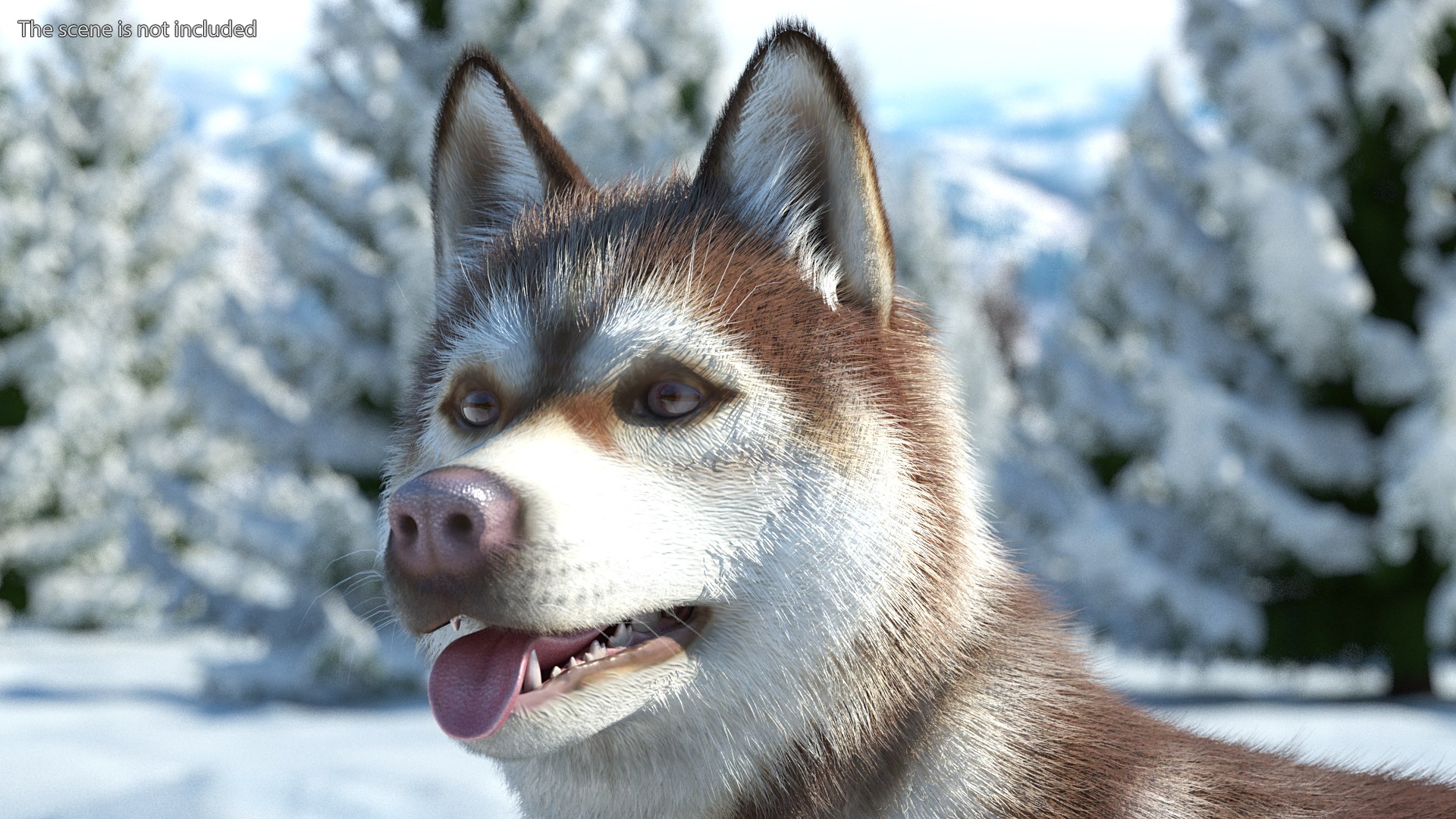 Siberian Husky Copper Standing Pose Fur 3D Model - TurboSquid 1799422