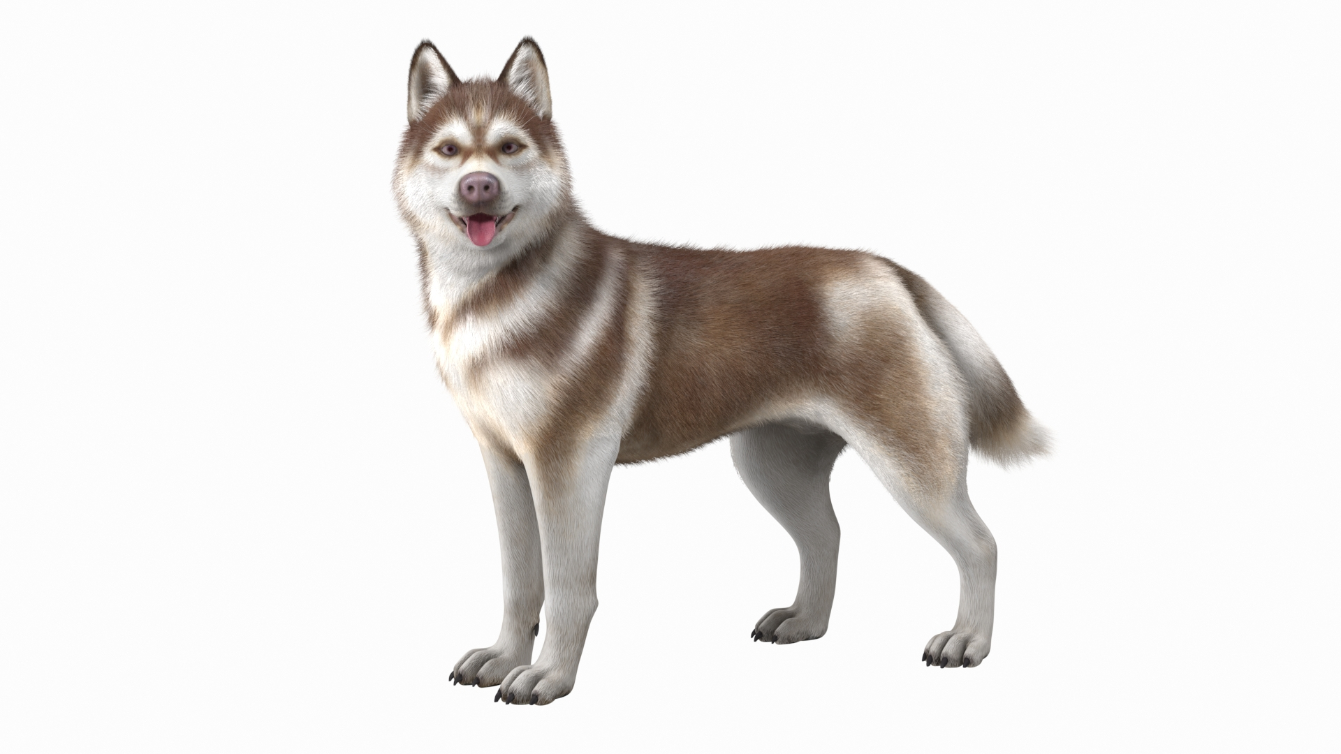 Copper Red Siberian Husky