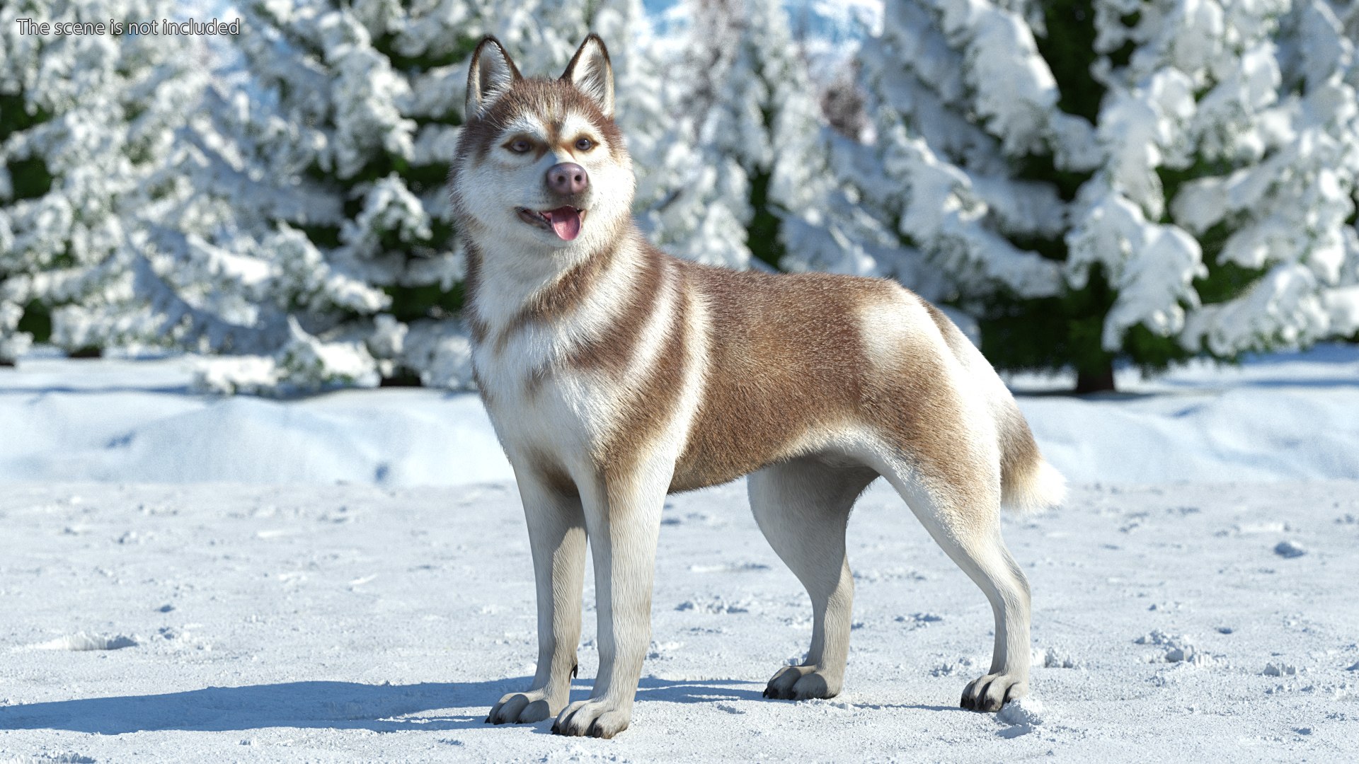 Siberian Husky Copper Standing Pose Fur 3D Model - TurboSquid 1799422