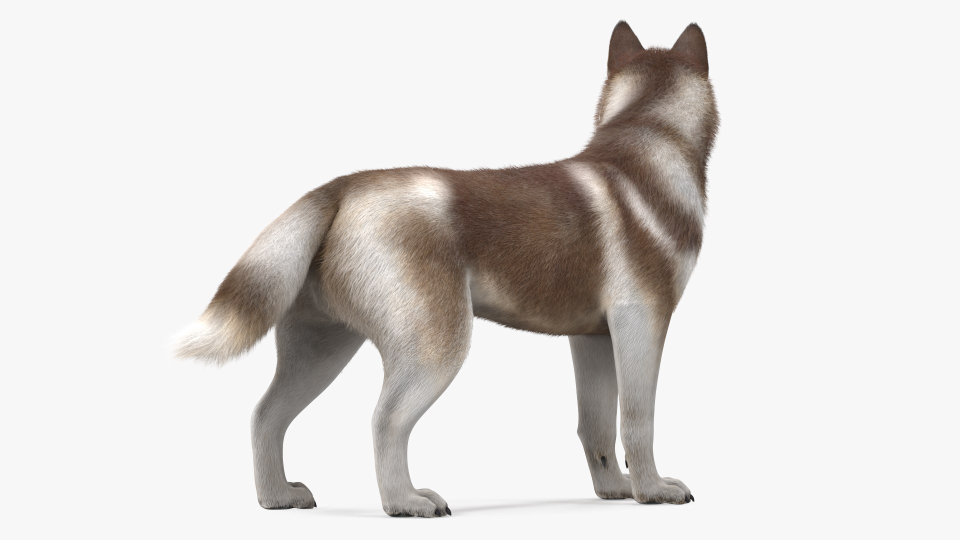 Siberian Husky Copper Standing Pose Fur 3D Model - TurboSquid 1799422