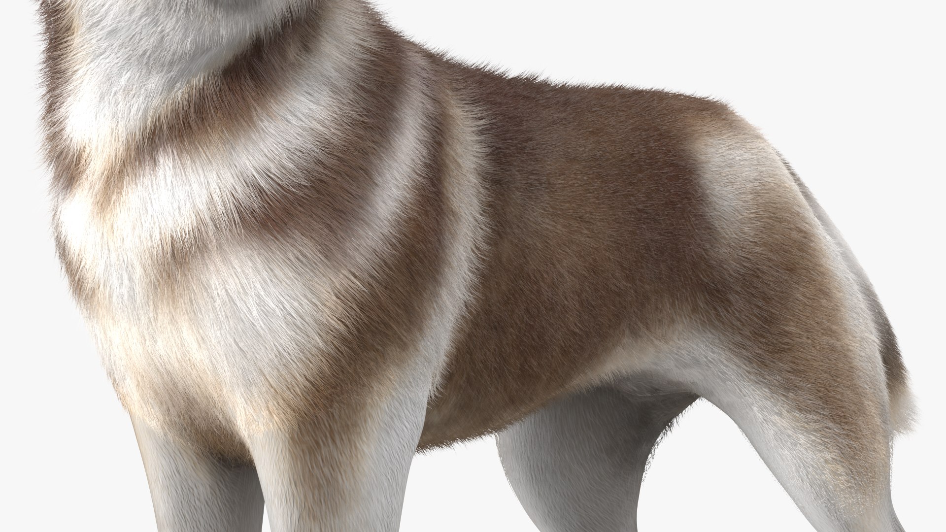 Siberian Husky Copper Standing Pose Fur 3D Model - TurboSquid 1799422