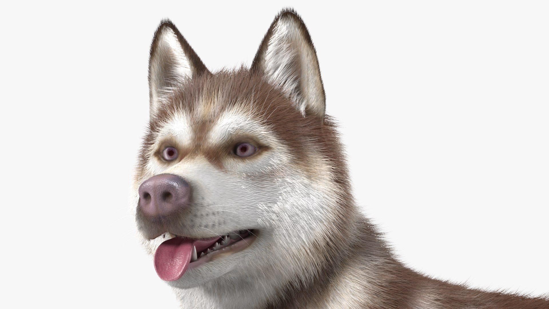 Siberian Husky Copper Standing Pose Fur 3D Model - TurboSquid 1799422