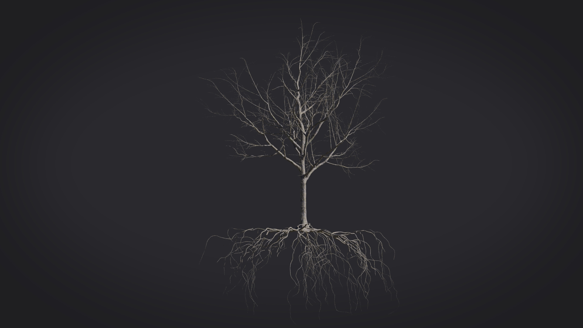 Maple Dry 3 Tree Bark Model - TurboSquid 1479411