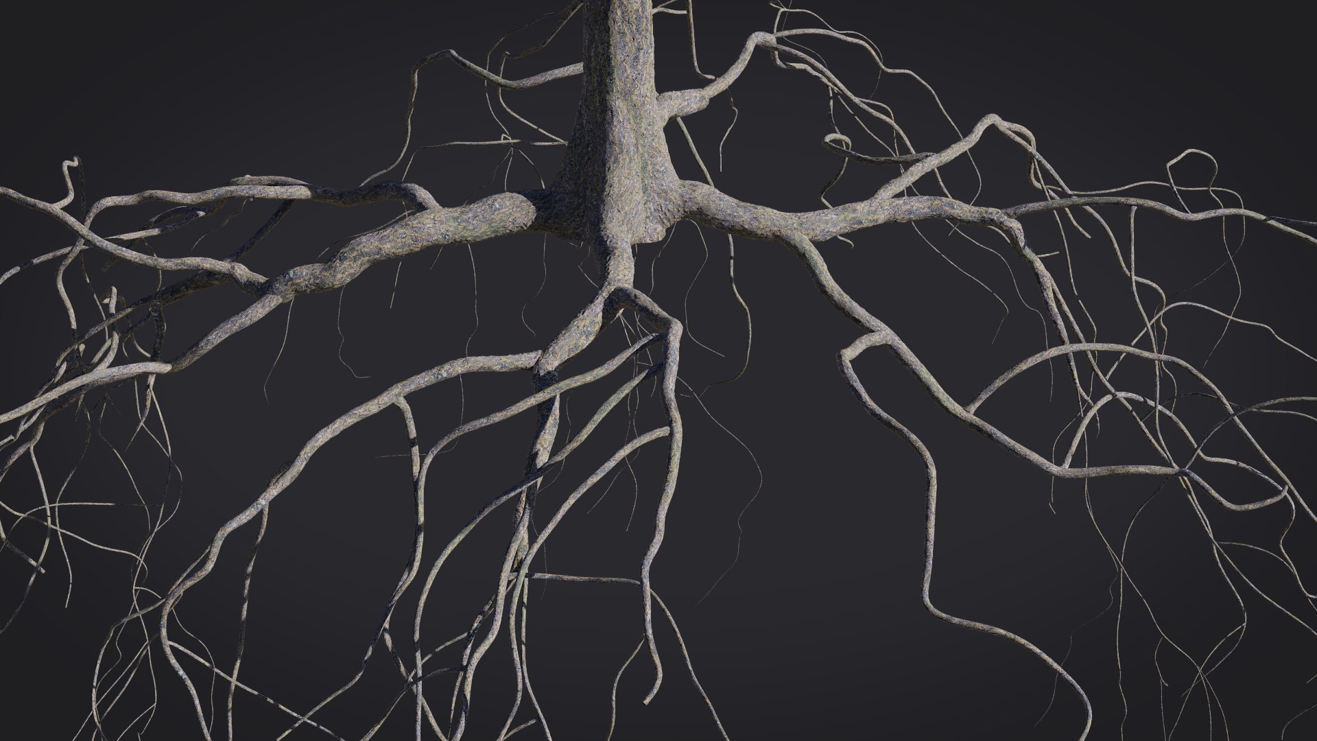 Maple Dry 3 Tree Bark Model - TurboSquid 1479411