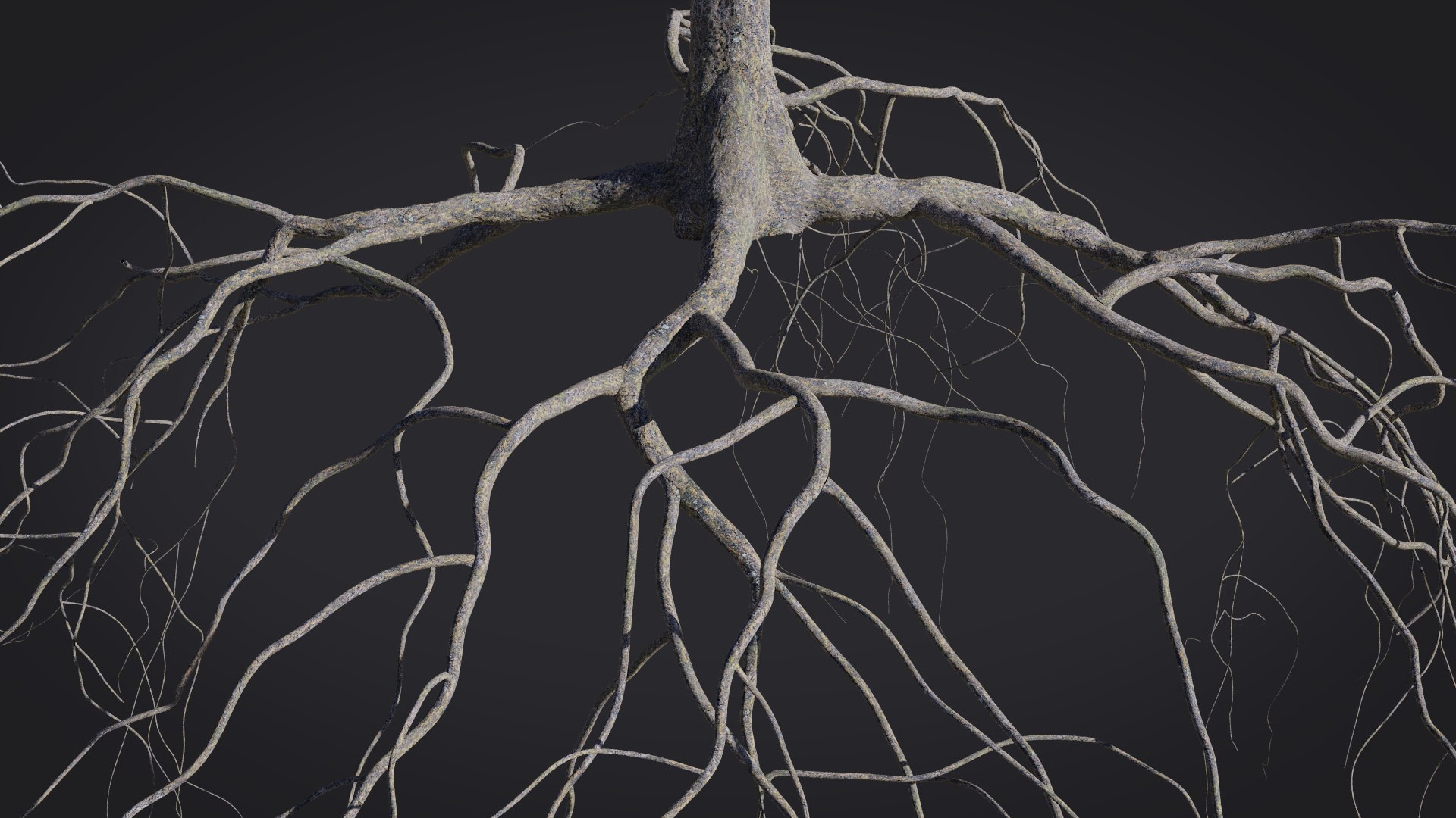 Maple Dry 3 Tree Bark Model - TurboSquid 1479411