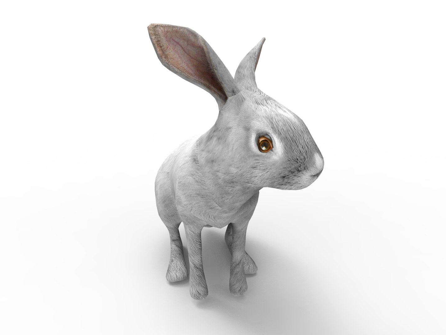Rabbit Rigged 3D Model - TurboSquid 1198719