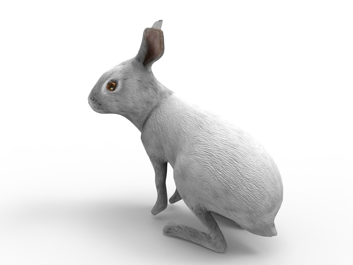 Rabbit Rigged 3D Model - TurboSquid 1198719