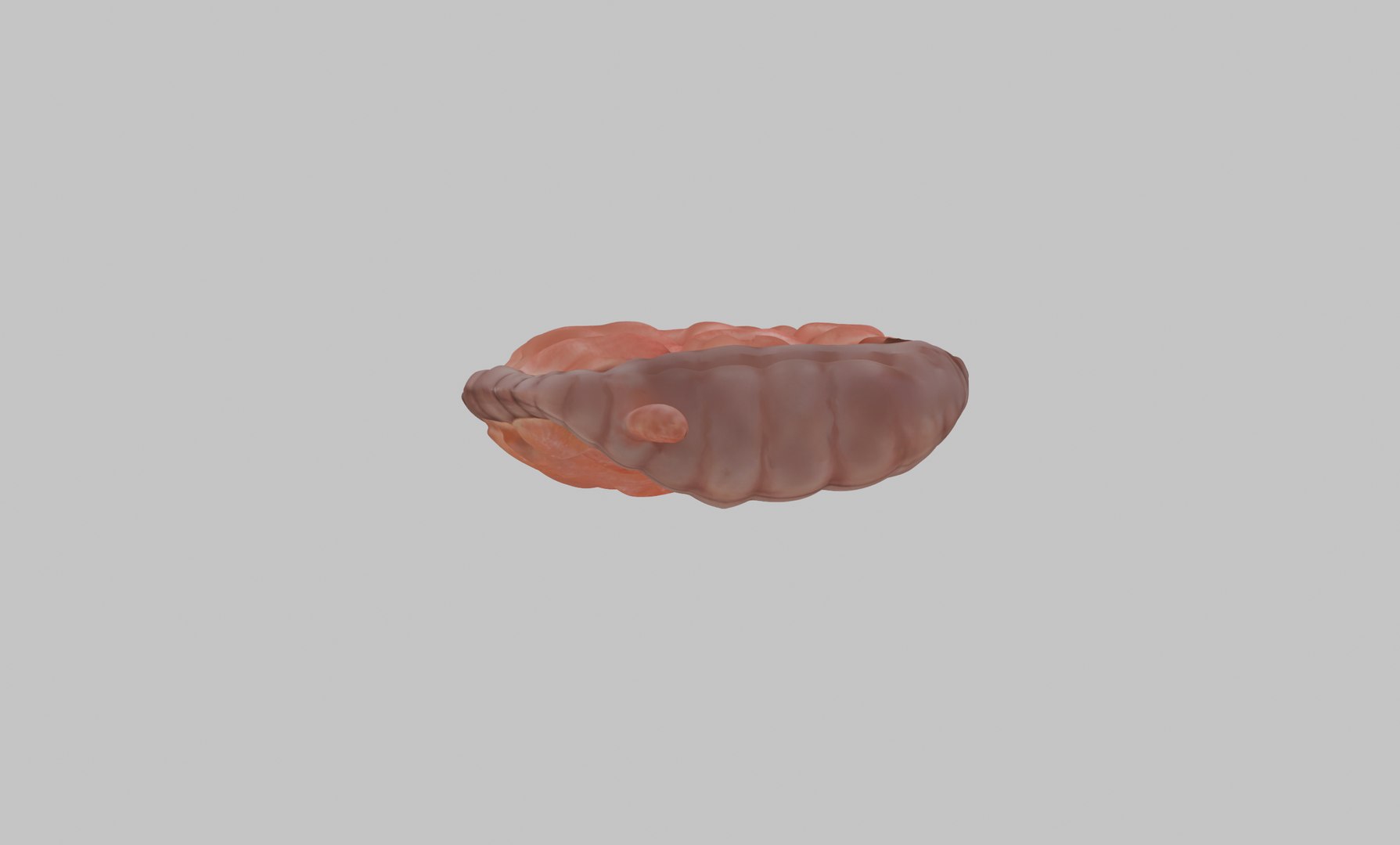 3D Model Intestines - TurboSquid 2261389