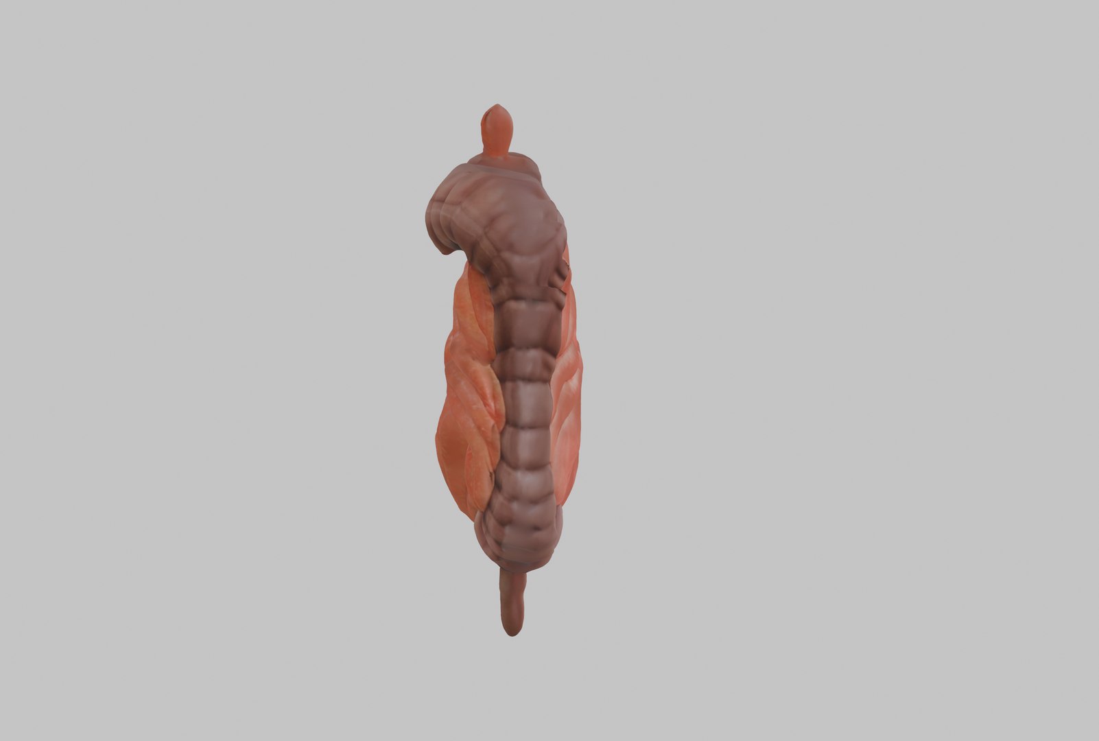 3D Model Intestines - TurboSquid 2261389