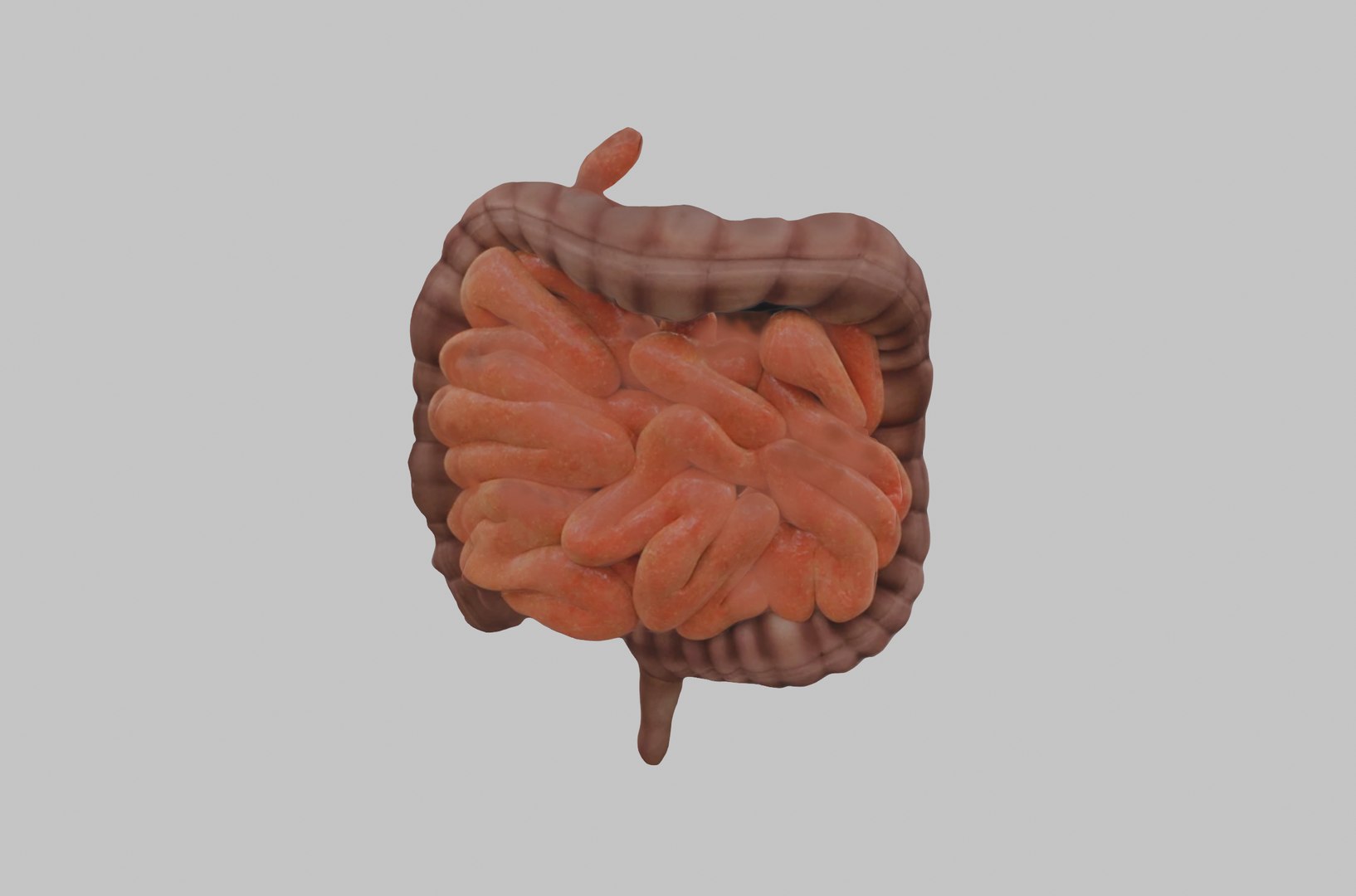 3D Model Intestines - TurboSquid 2261389