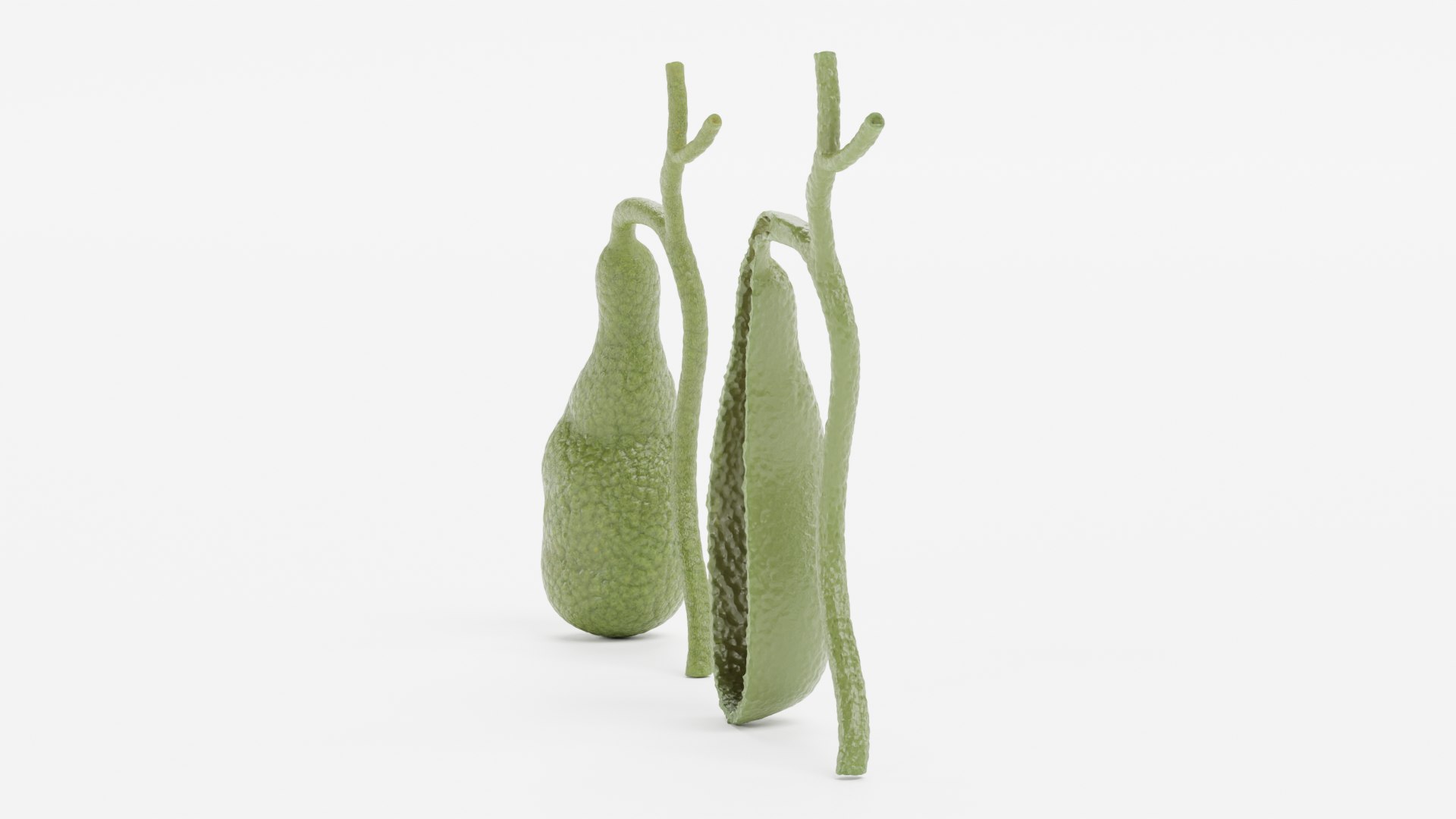 3D Gallbladder And Gallbladder Section Model - TurboSquid 1756726