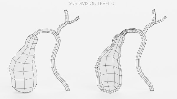 3D Gallbladder and Gallbladder Section model - TurboSquid 1756726