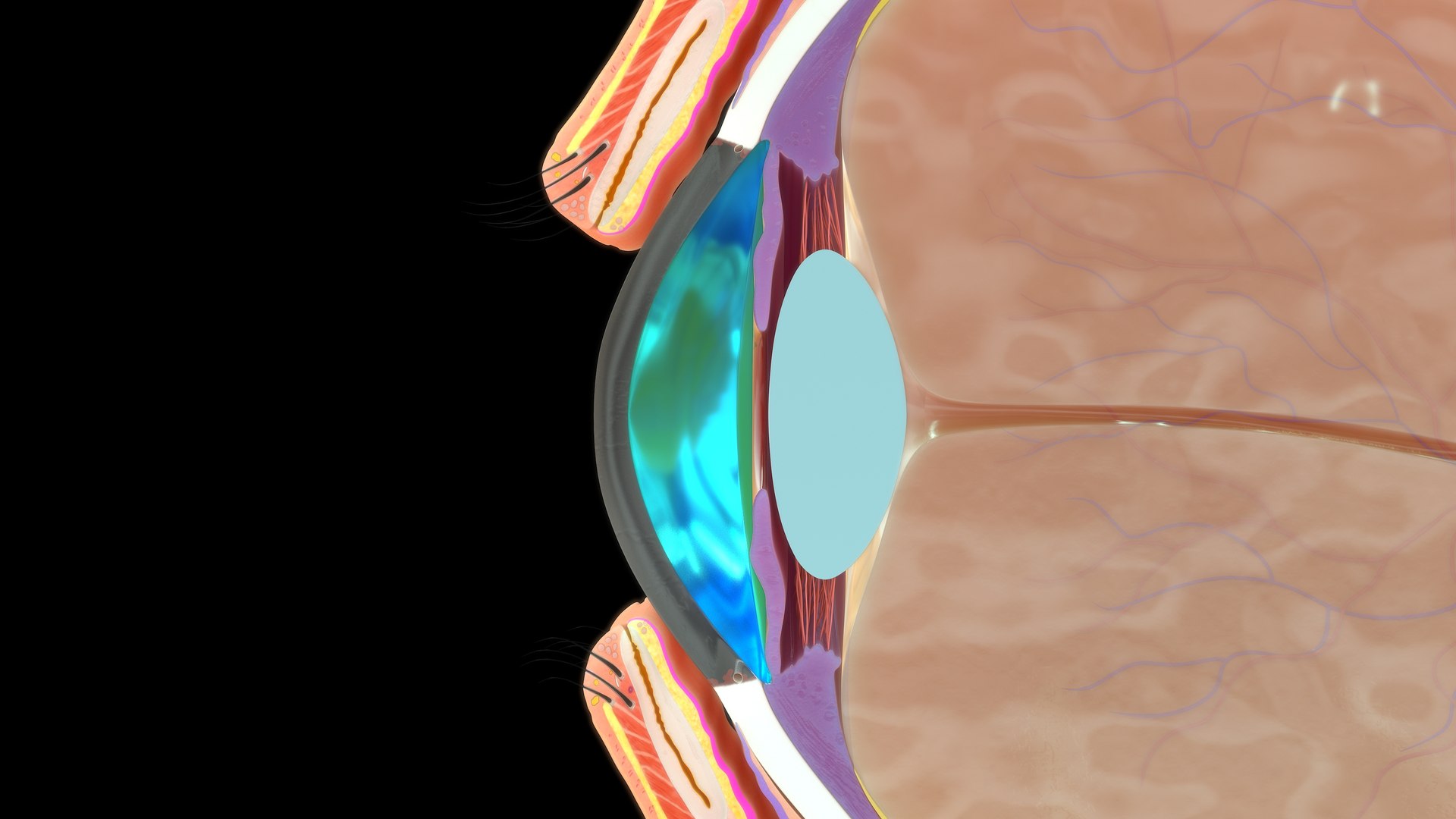 3D Human Eye Cross Section - TurboSquid 2192278
