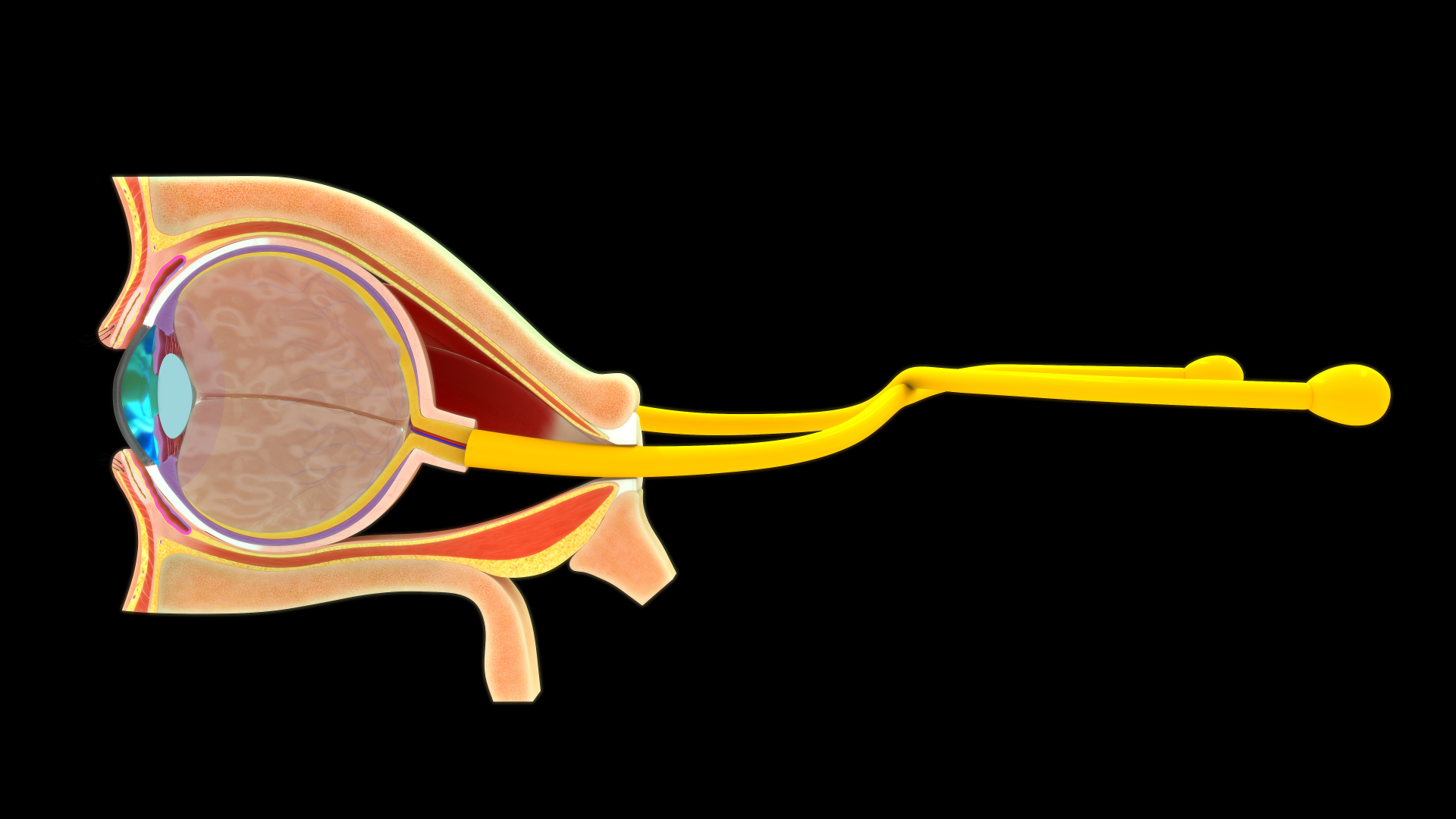 3D Human Eye Cross Section - TurboSquid 2192278