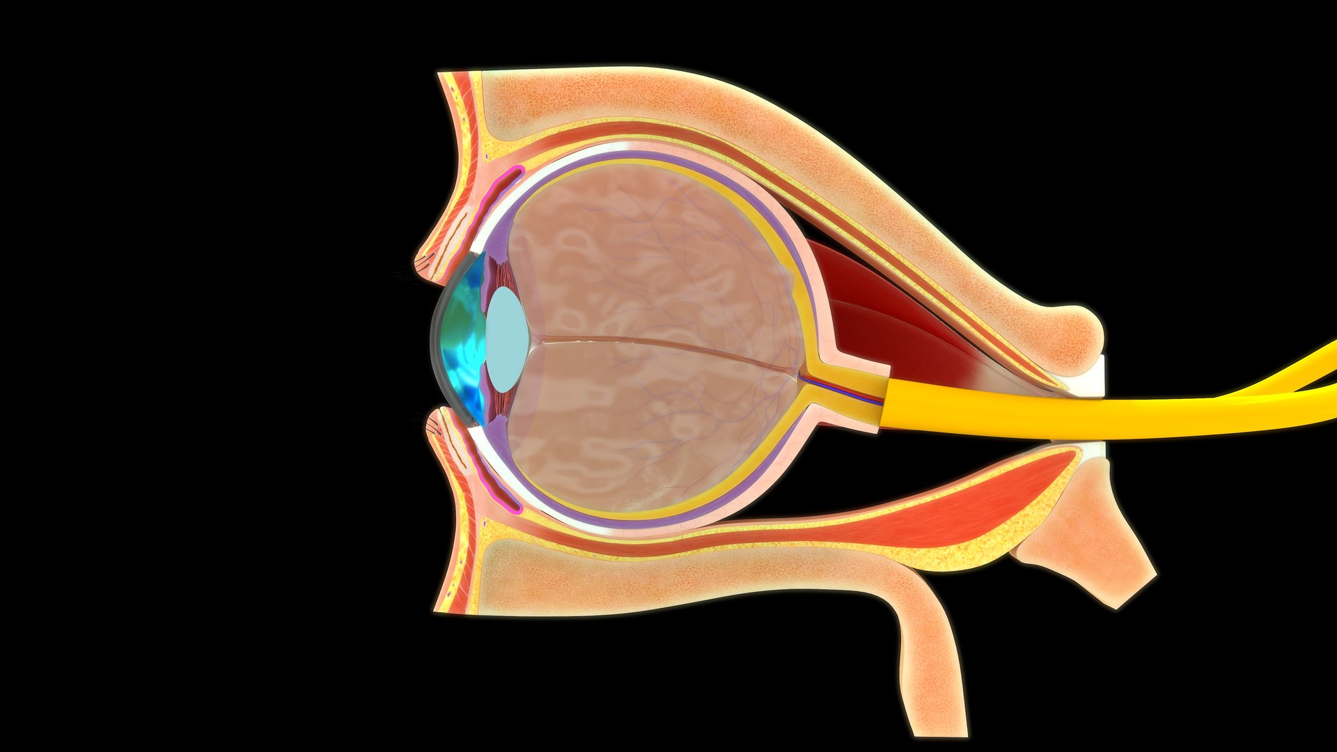 3D Human Eye Cross Section - TurboSquid 2192278