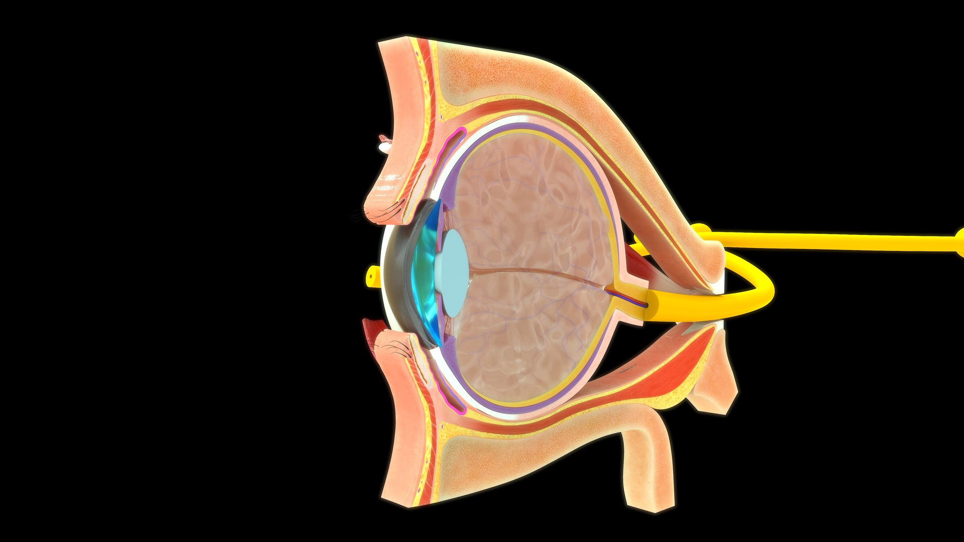 3D Human Eye Cross Section - TurboSquid 2192278