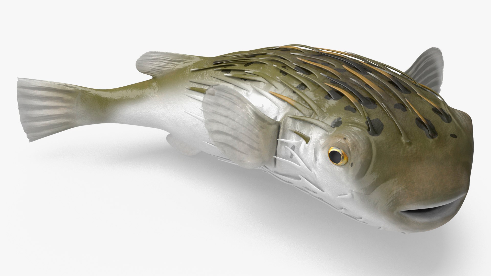 Puffer Fish Rigged Model - TurboSquid 2189679