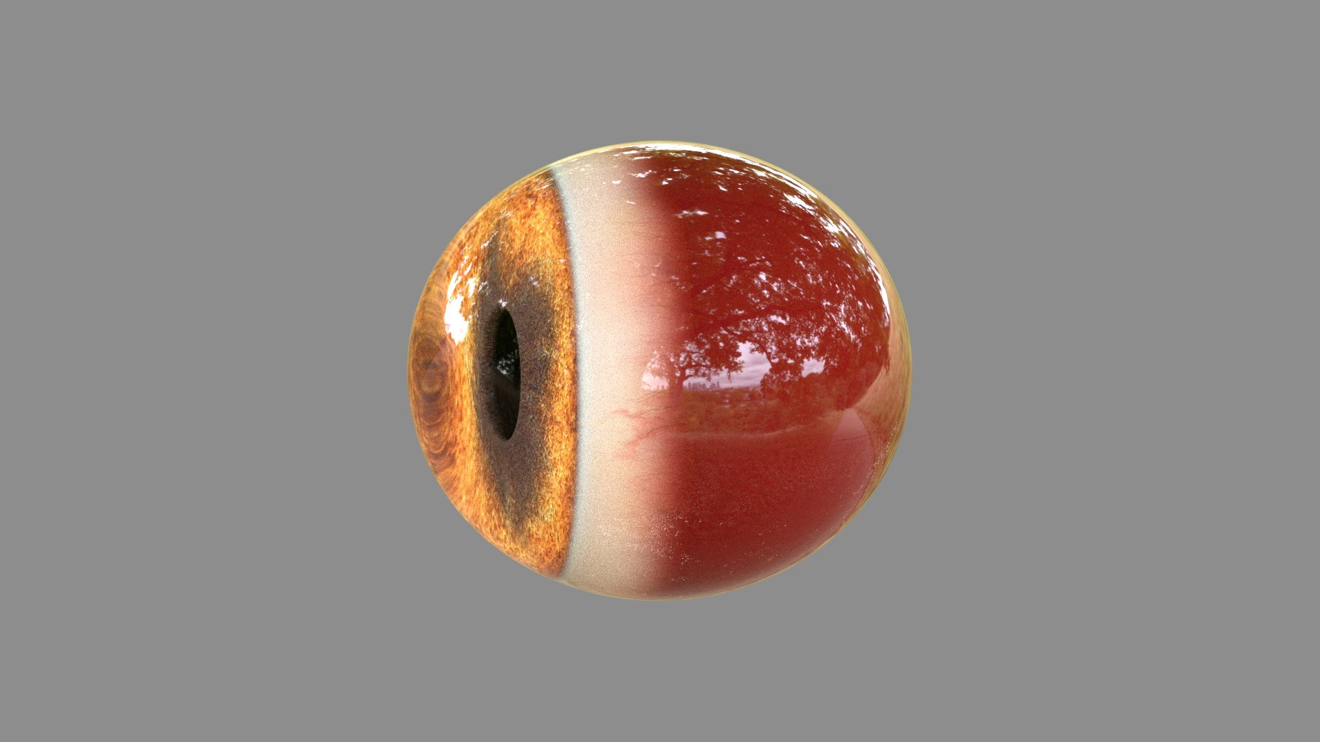 3D Realistic Dog Eye - TurboSquid 1546783