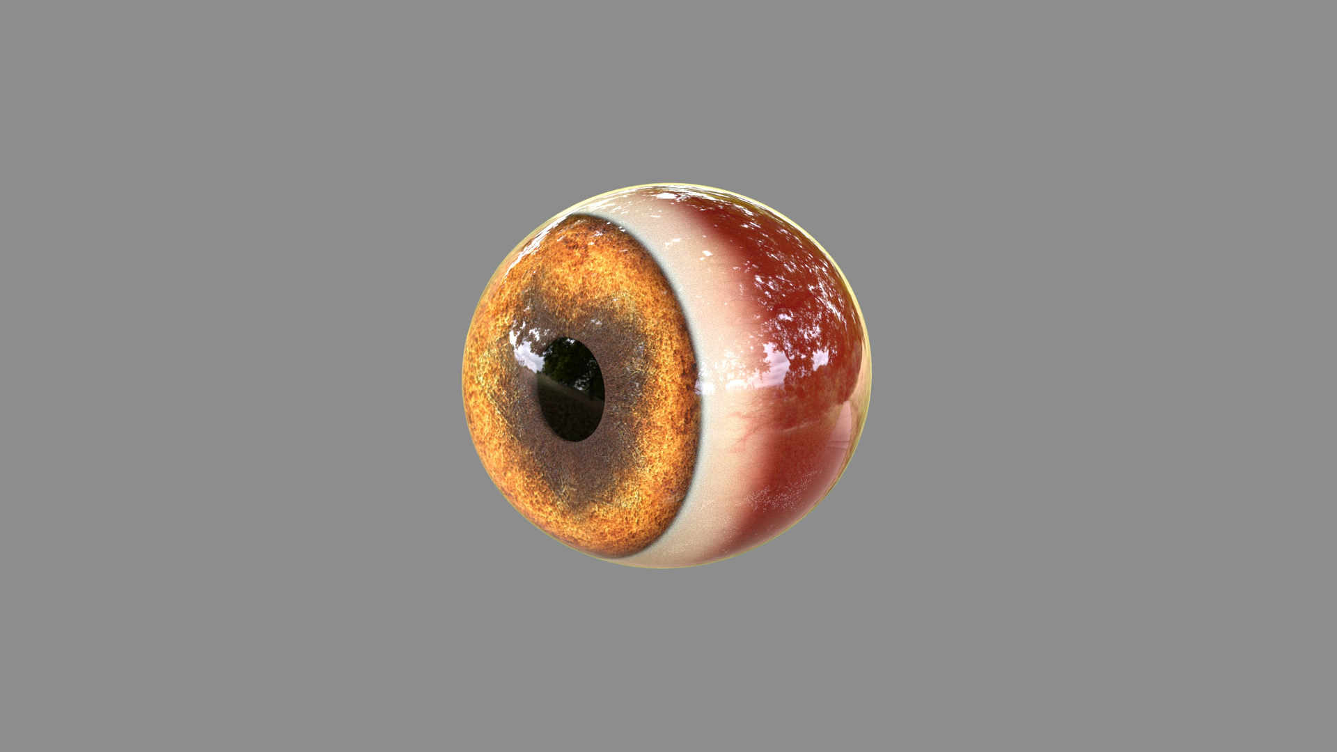 3D Realistic Dog Eye - TurboSquid 1546783