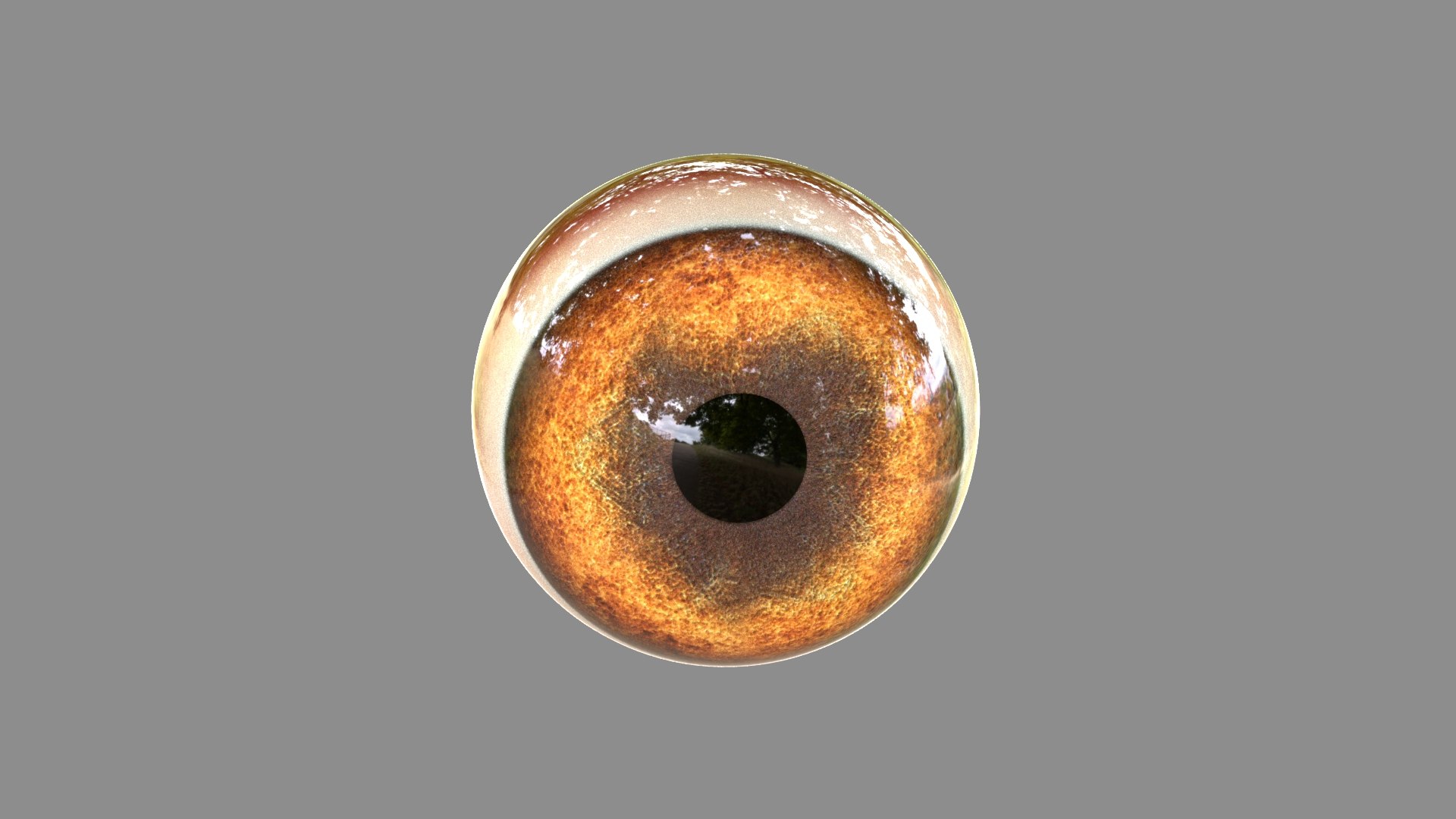 3D Realistic Dog Eye - TurboSquid 1546783