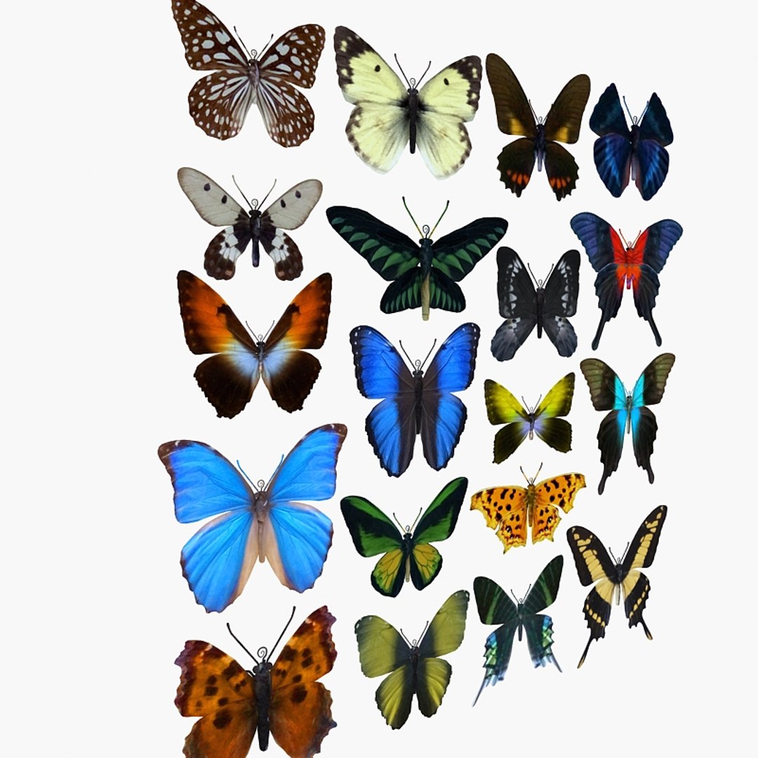 Butterfly Insect Nature 3D Model - TurboSquid 1495095
