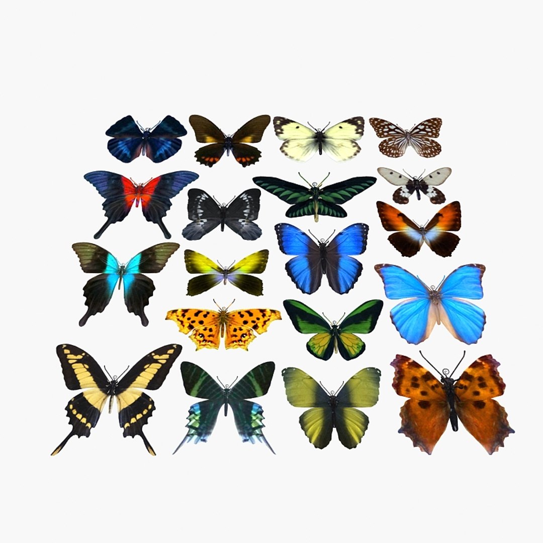 Butterfly Insect Nature 3D Model - TurboSquid 1495095