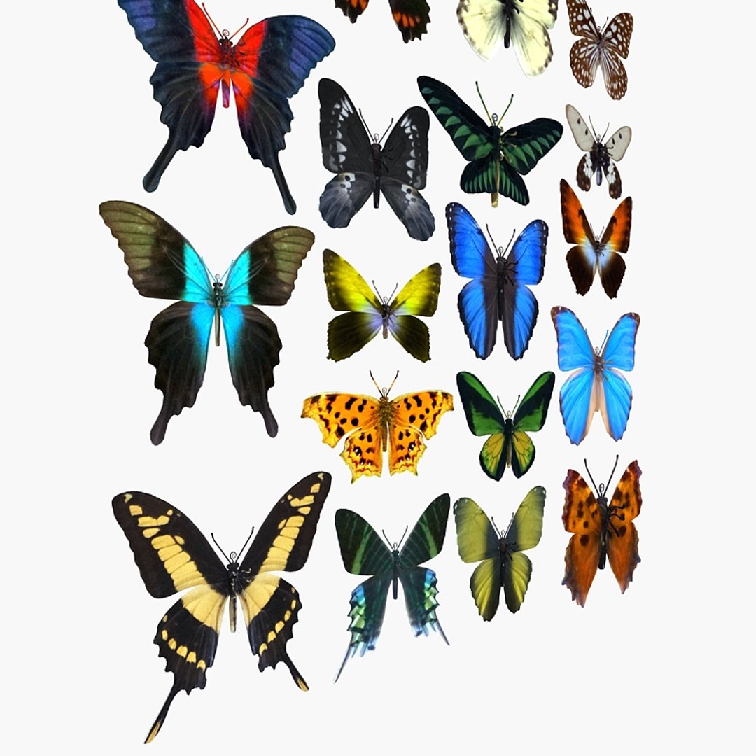 Butterfly Insect Nature 3D Model - TurboSquid 1495095