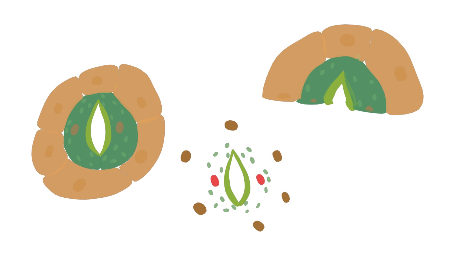 Plant Stomata Structure 3D Model - TurboSquid 2139178