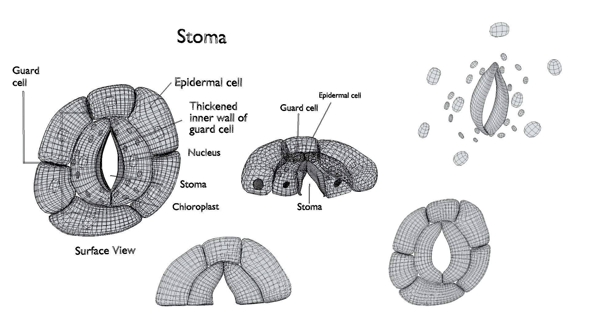 Plant Stomata Structure 3D Model - TurboSquid 2139178