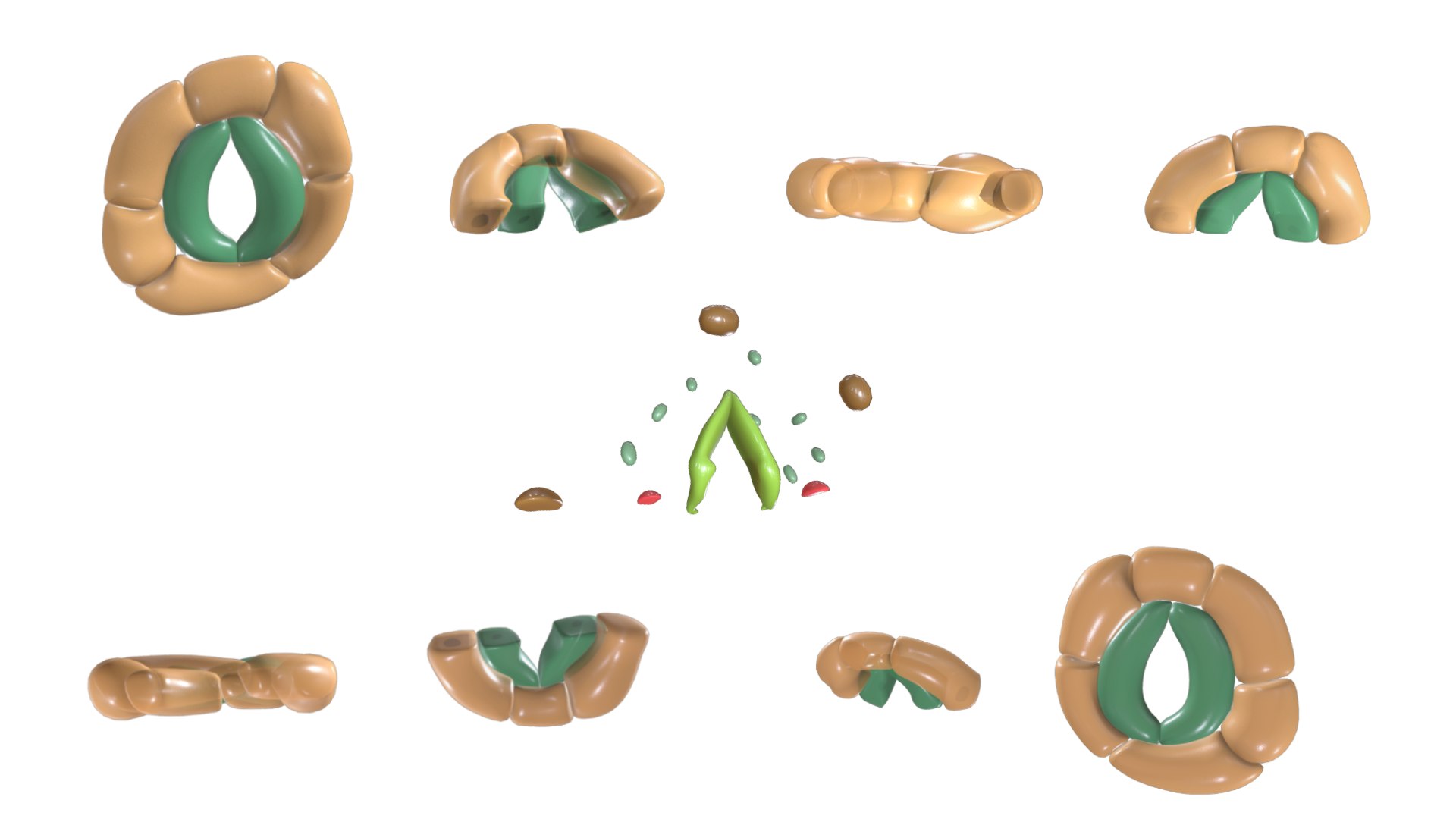 Plant Stomata Structure 3D Model - TurboSquid 2139178