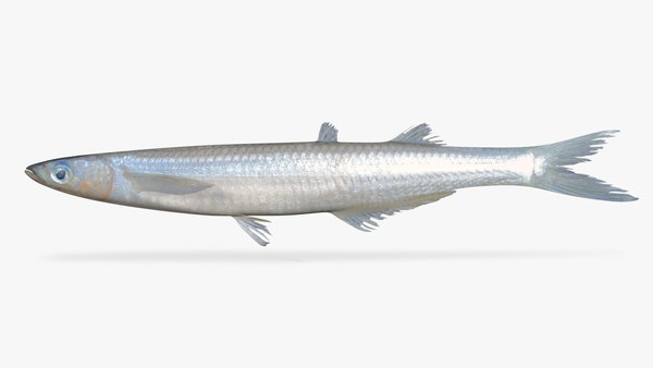 3d mexican hogfish model