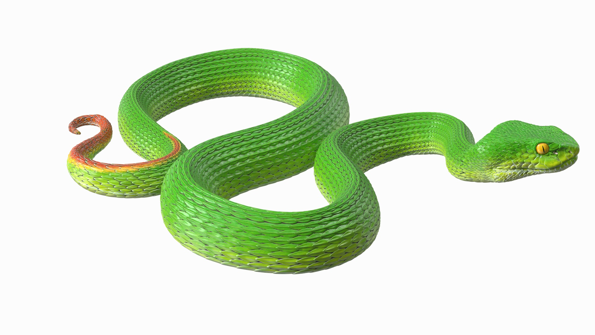 Creeping Green Viper Trimeresurus 3D - TurboSquid 2105570