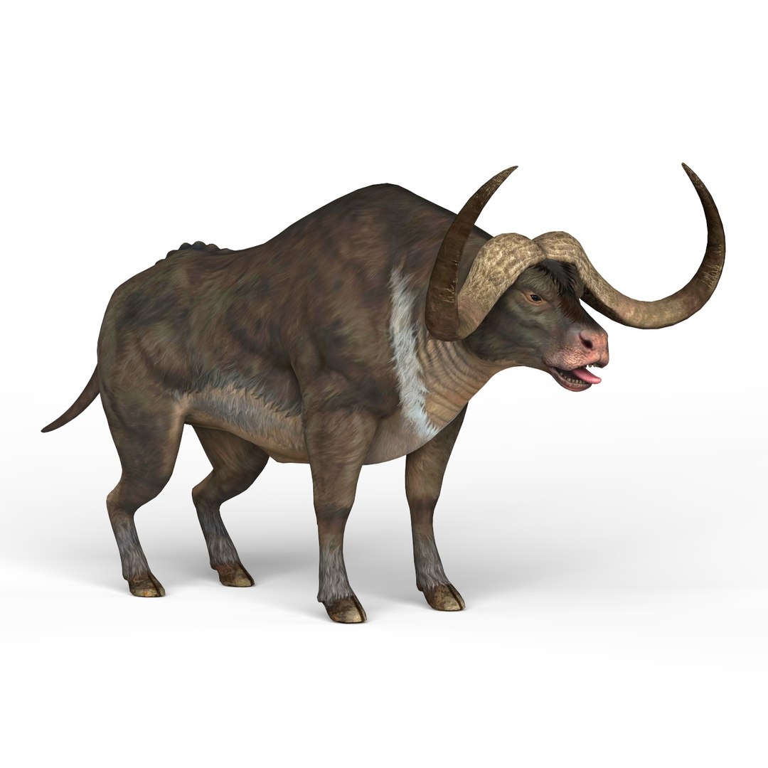 Ready Buffalo Model - TurboSquid 1509633