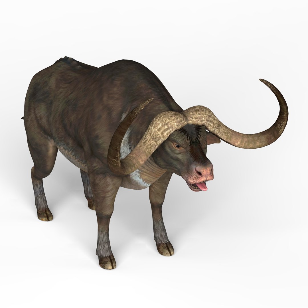 Ready Buffalo Model - TurboSquid 1509633