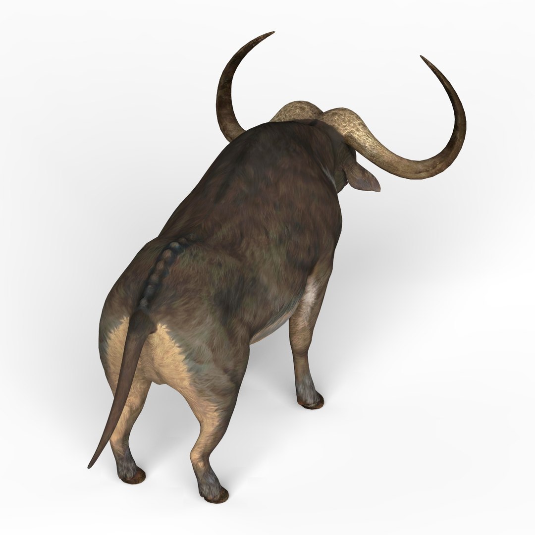 Ready Buffalo Model - TurboSquid 1509633