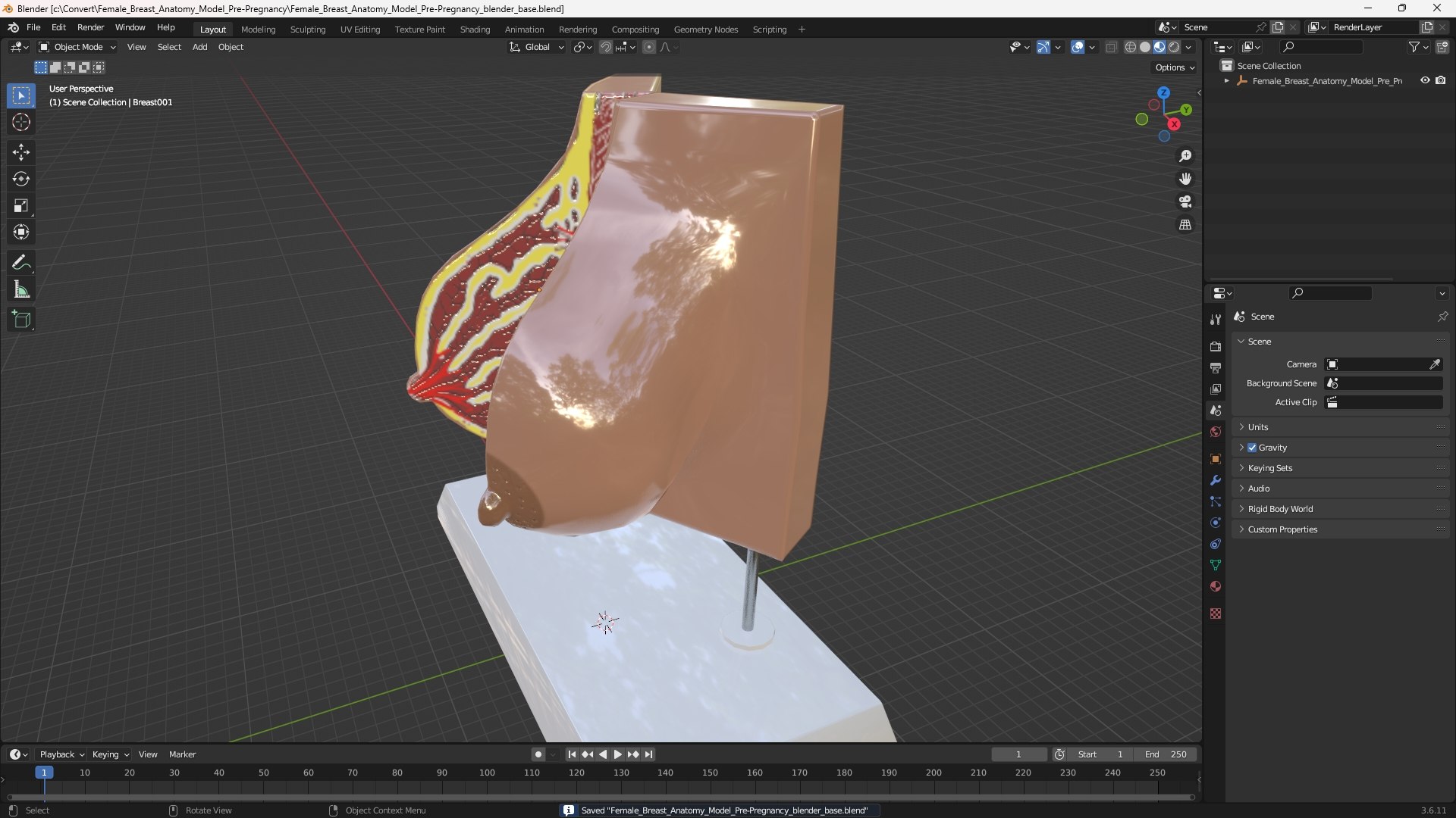 Female Breast Anatomy Model Pre-Pregnancy 3D - TurboSquid 2446696