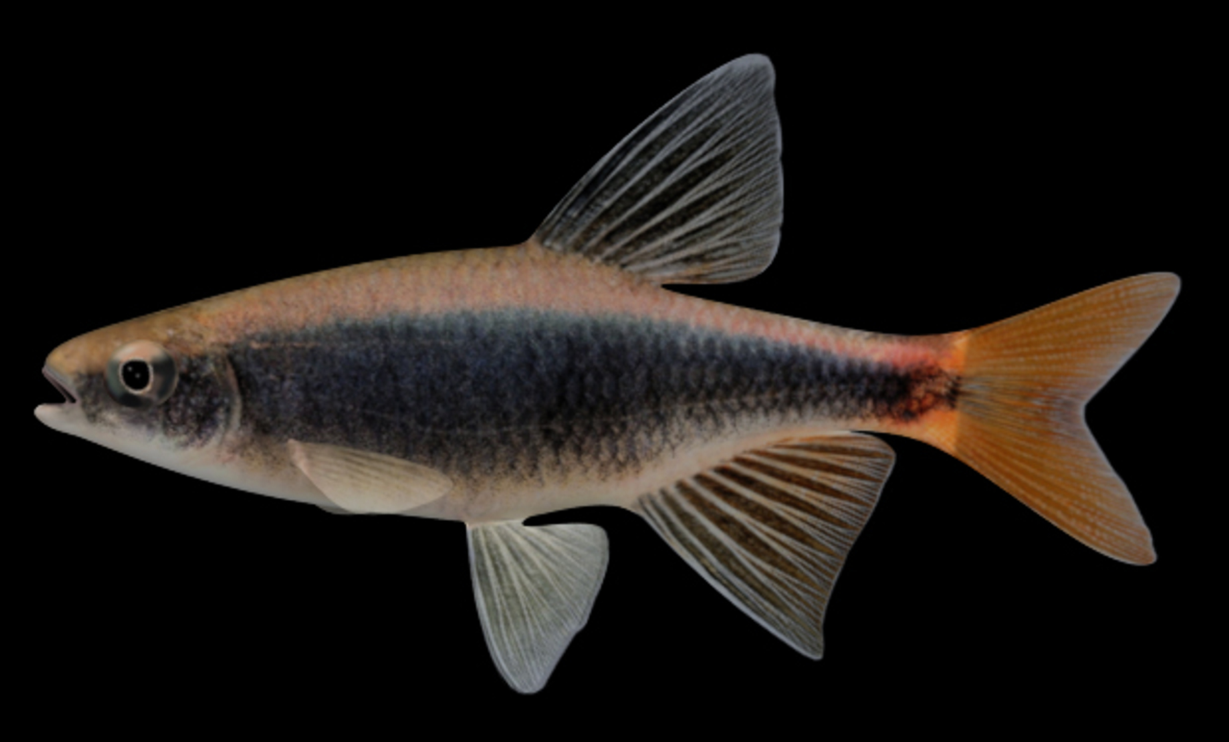 3d pteronotropis euryzonus broadstripe shiner model