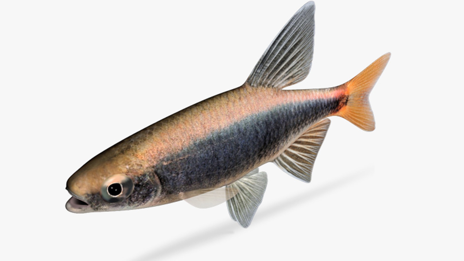 3d pteronotropis euryzonus broadstripe shiner model