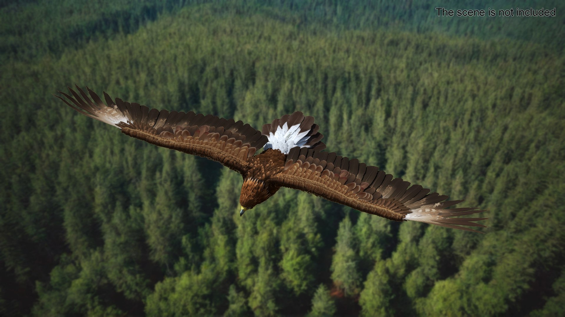 Realistic Golden Eagle Flying Model - TurboSquid 2249625