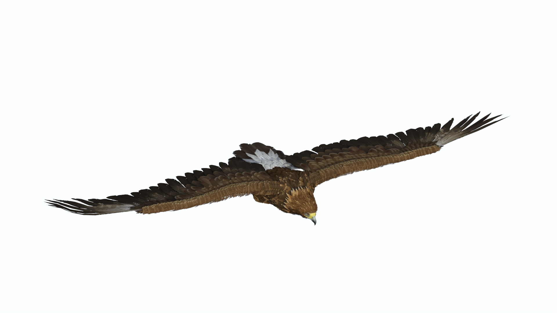 Realistic Golden Eagle Flying Model - TurboSquid 2249625