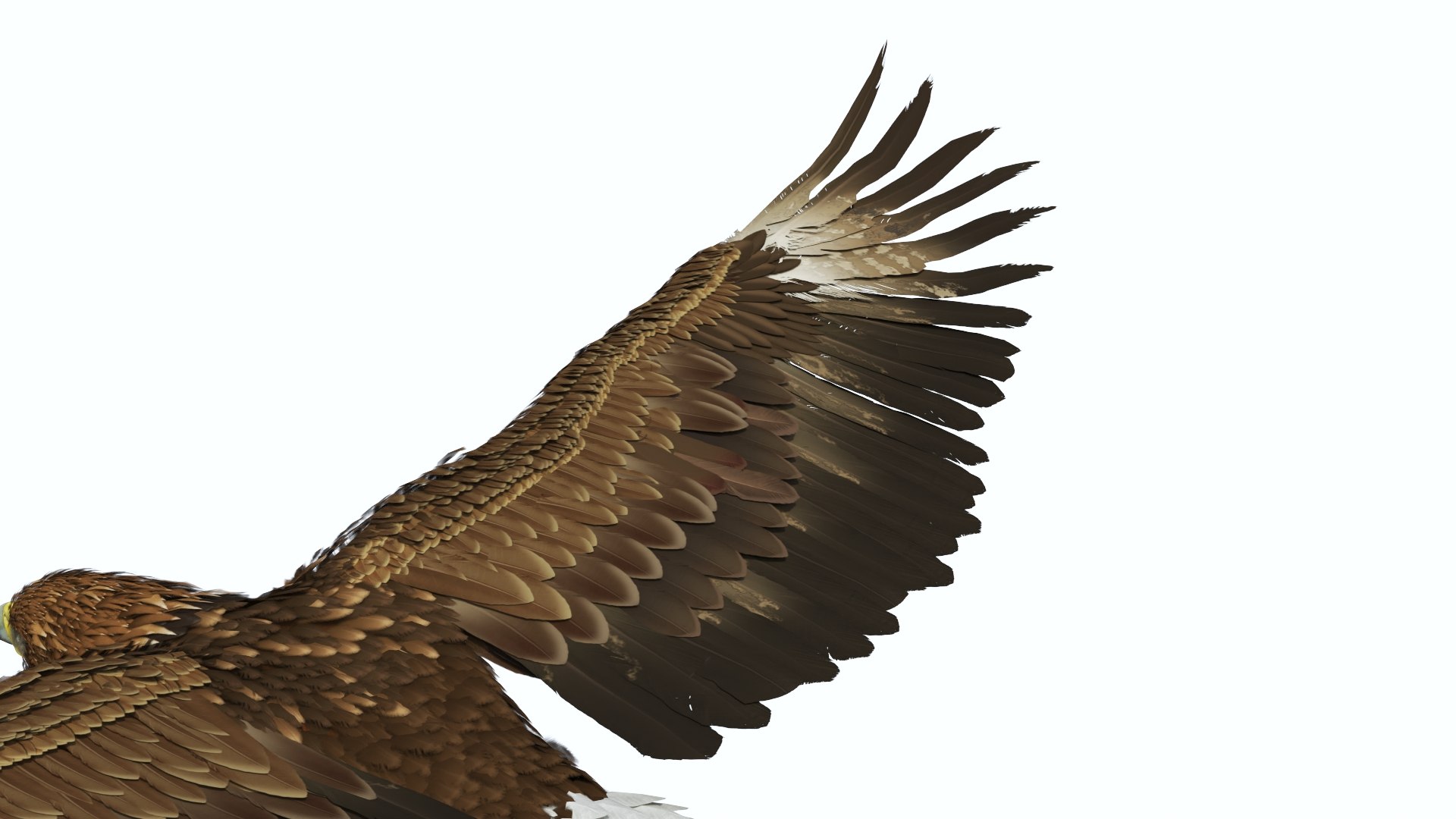 Realistic Golden Eagle Flying Model - TurboSquid 2249625