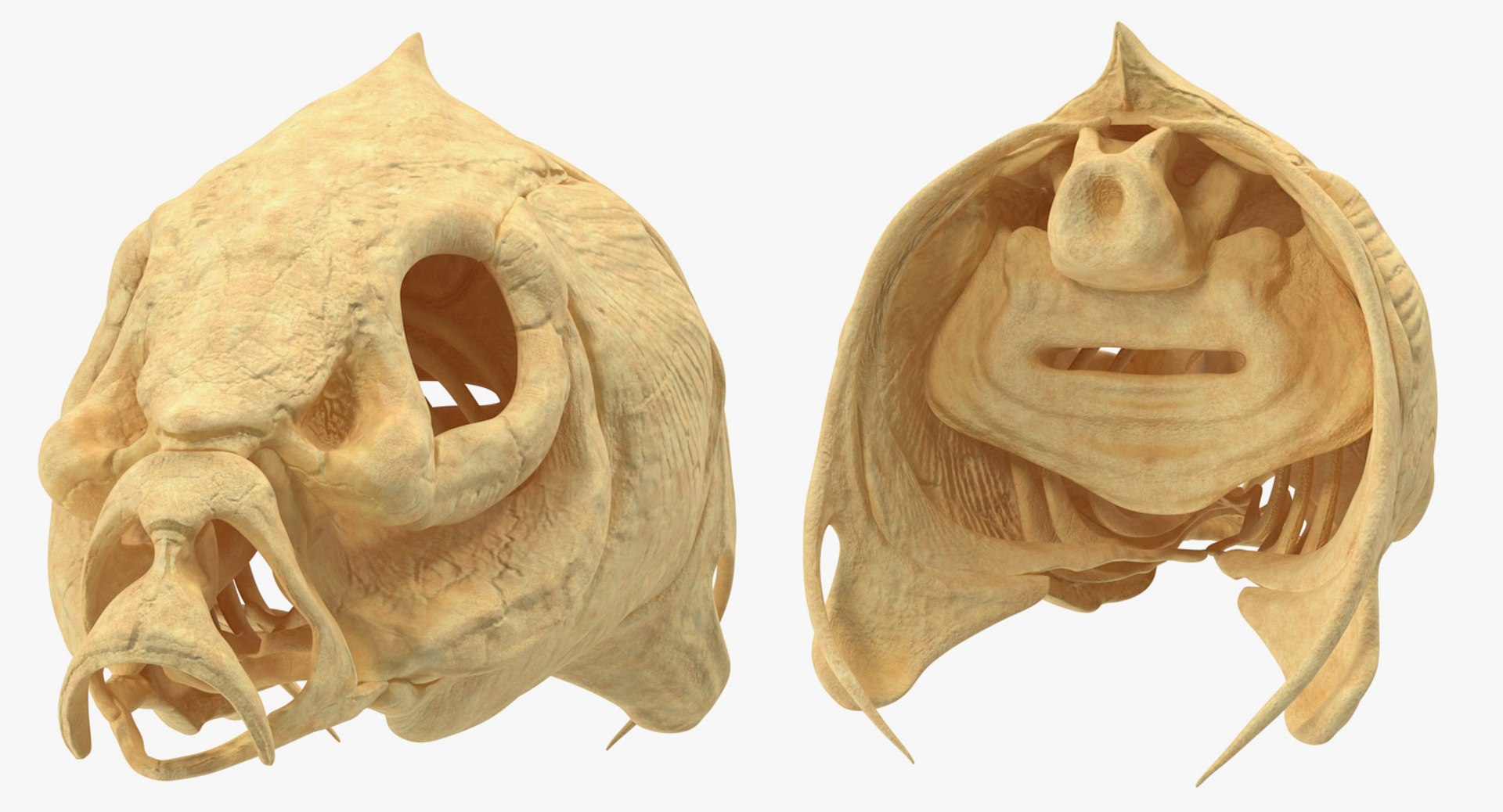 3D Model Fish Skull Bones - TurboSquid 1327434