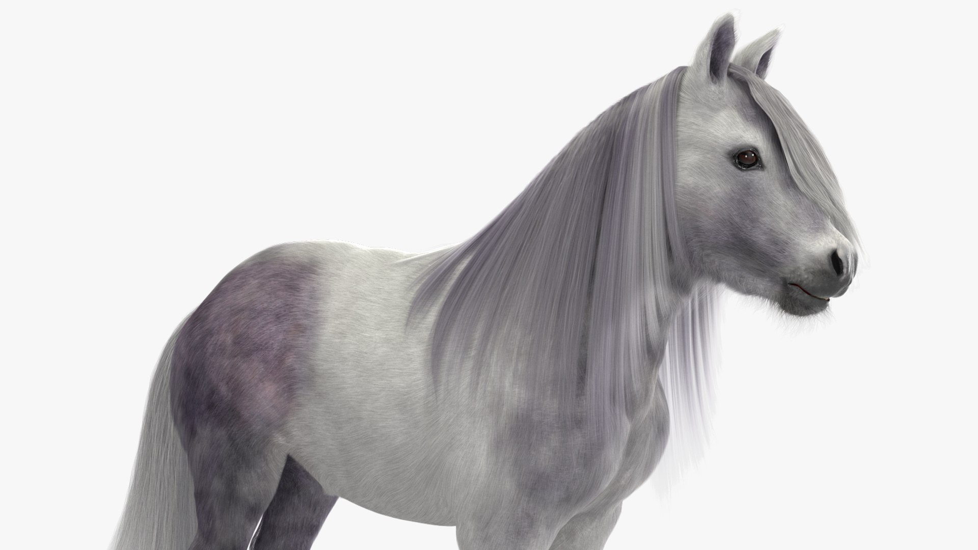 White Pony With Long Mane Fur 3D Model - TurboSquid 2234467