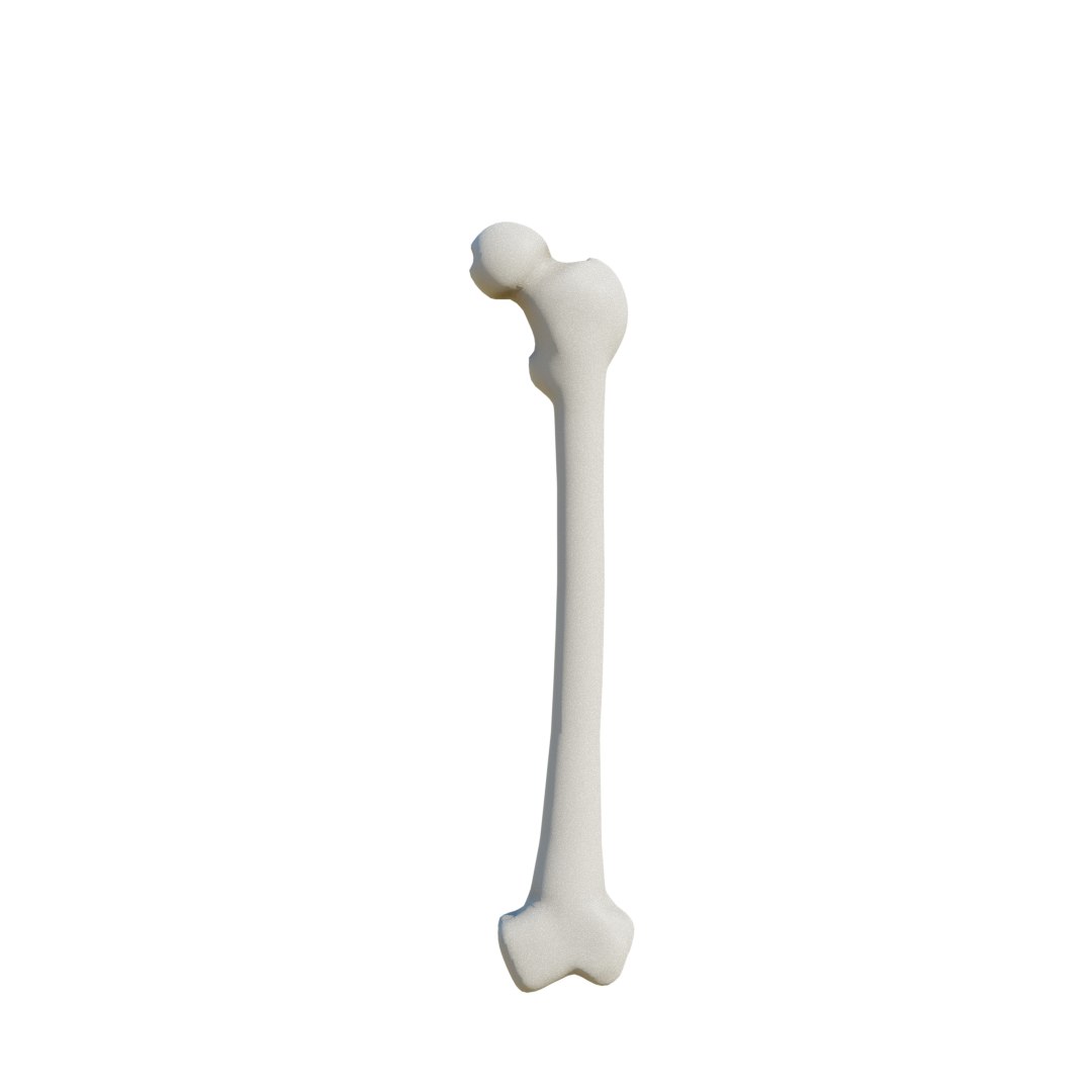 Human Femur 3D Model - TurboSquid 1532312