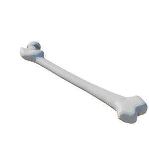 Anatomy 3D Models for Download | TurboSquid