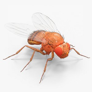 3D Fruit Fly Models - Browse & Download Formats - TurboSquid