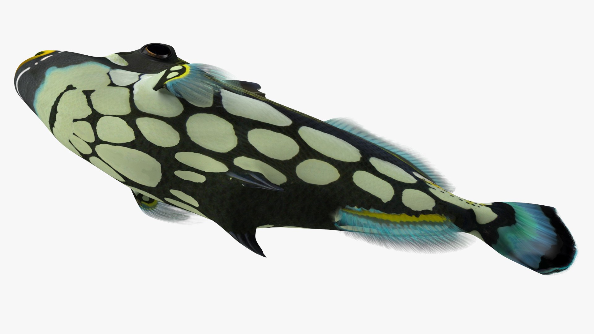 Realistic Clown Trigger Fish 3D - TurboSquid 2311814
